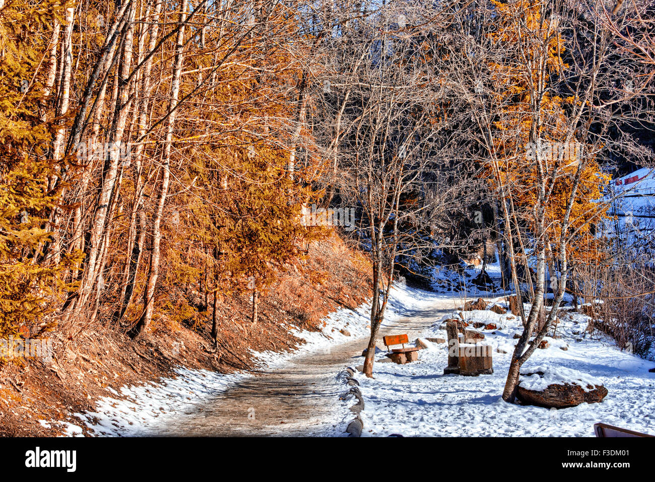 Brown walk path in a forest of green pines, spruces and firs on ...