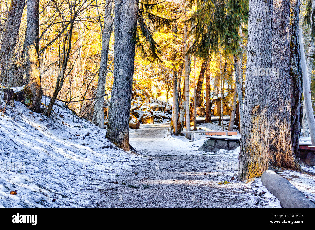 Brown walk path in a forest of green pines, spruces and firs on ...