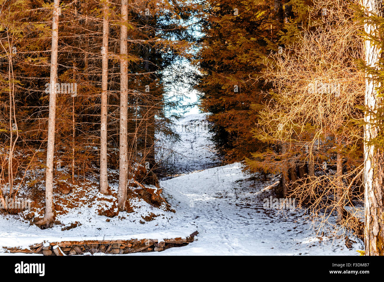 Brown walk path in a forest of green pines, spruces and firs on ...