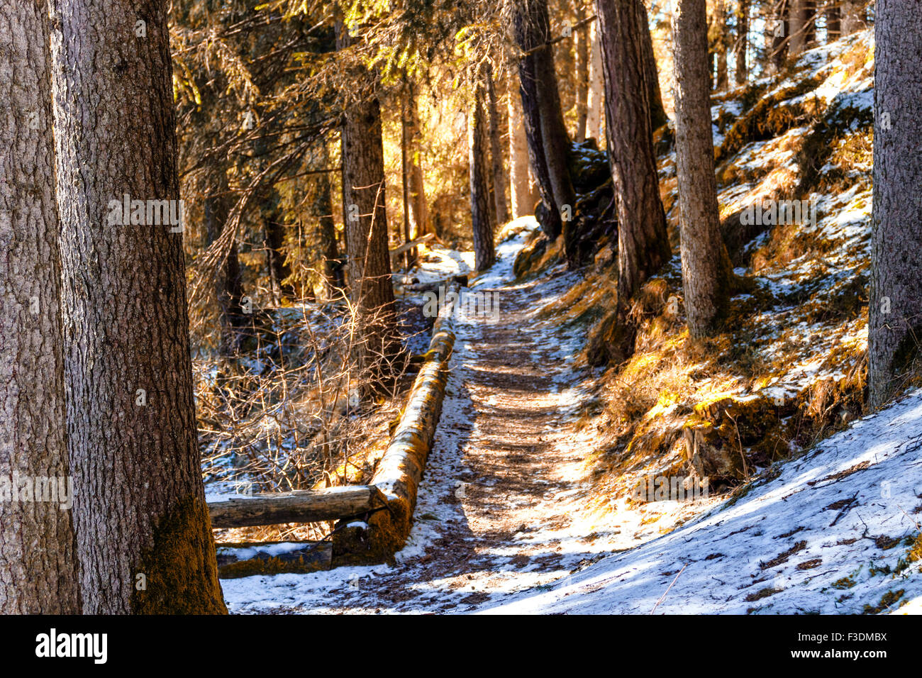 Brown walk path in a forest of green pines, spruces and firs on ...