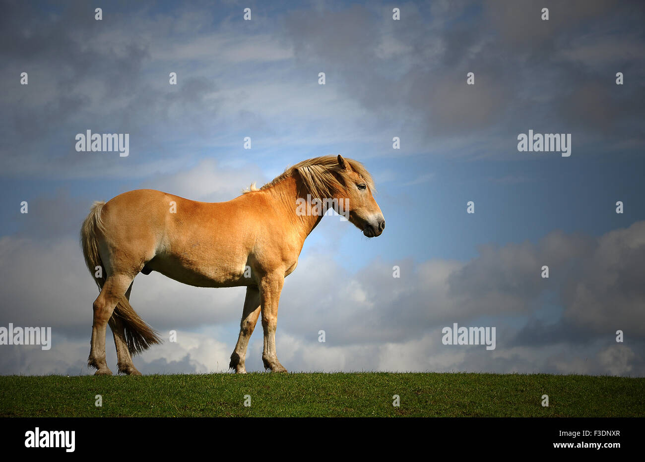 Brown horse (Equus ferus) standing on dike, Gluckstadt, Schleswig ...