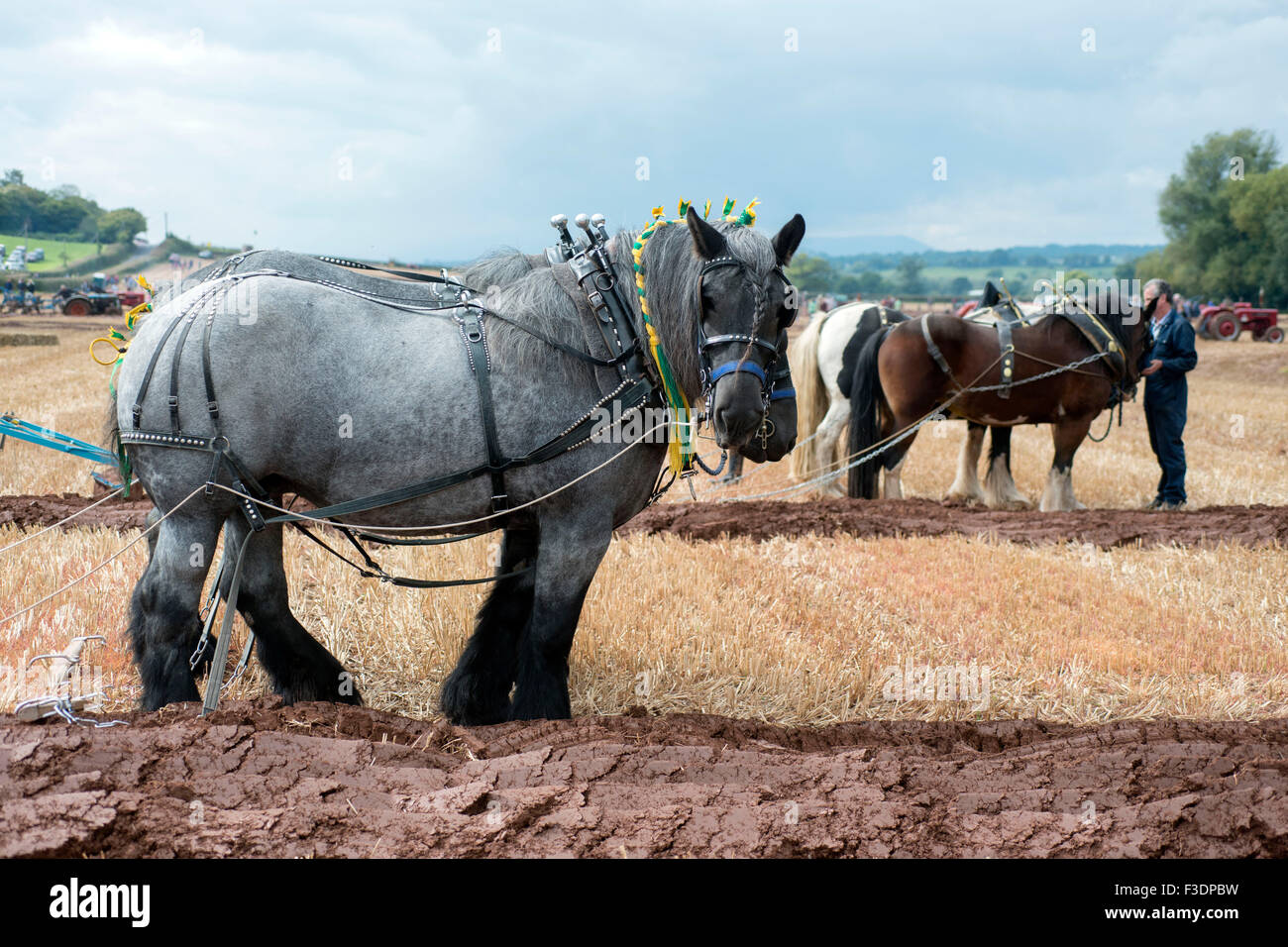 Shire horse plough tractor ploughing hi-res stock photography and ...