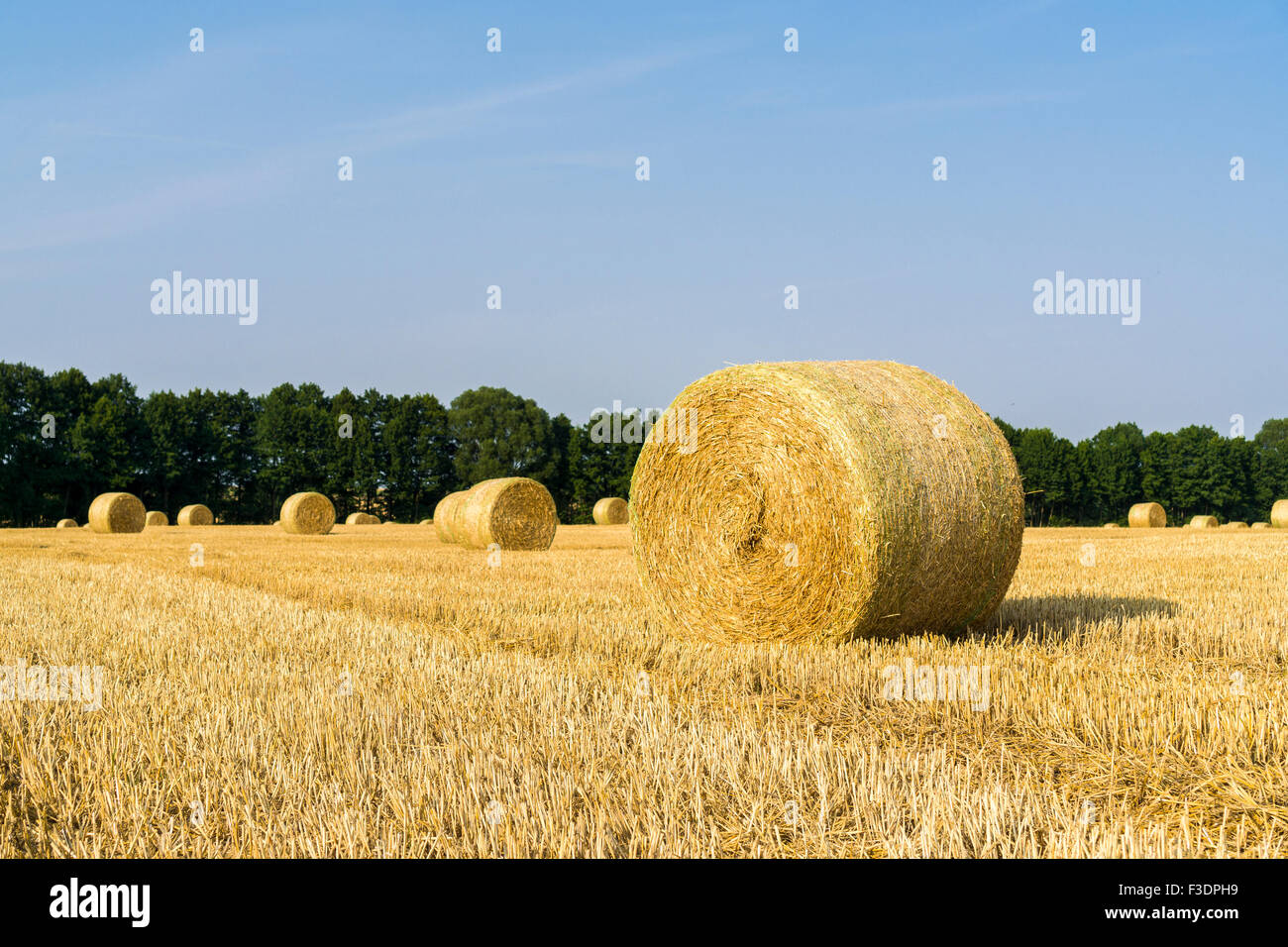 Hay bales on harvested yellow field, trees in distance, Dobra, Saxony ...