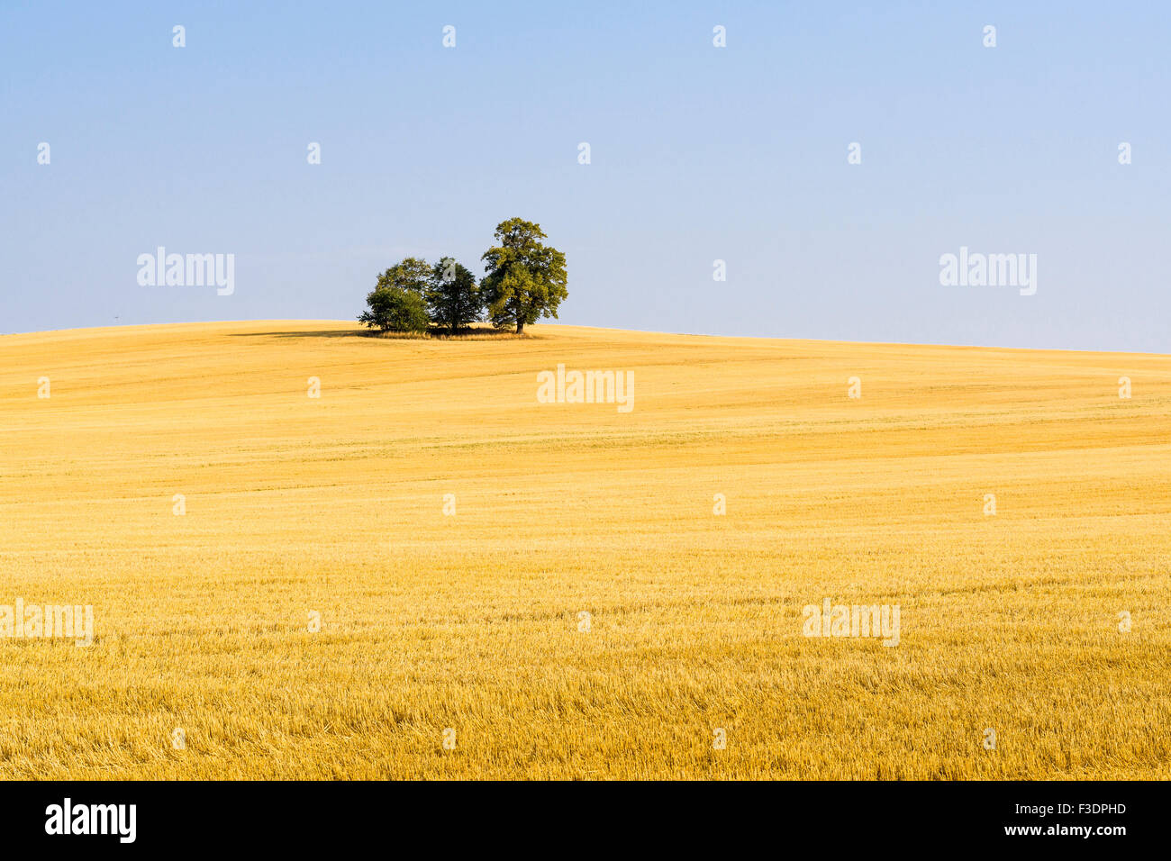 Harvested yellow field with trees in distance, Dobra, Saxony, Germany ...