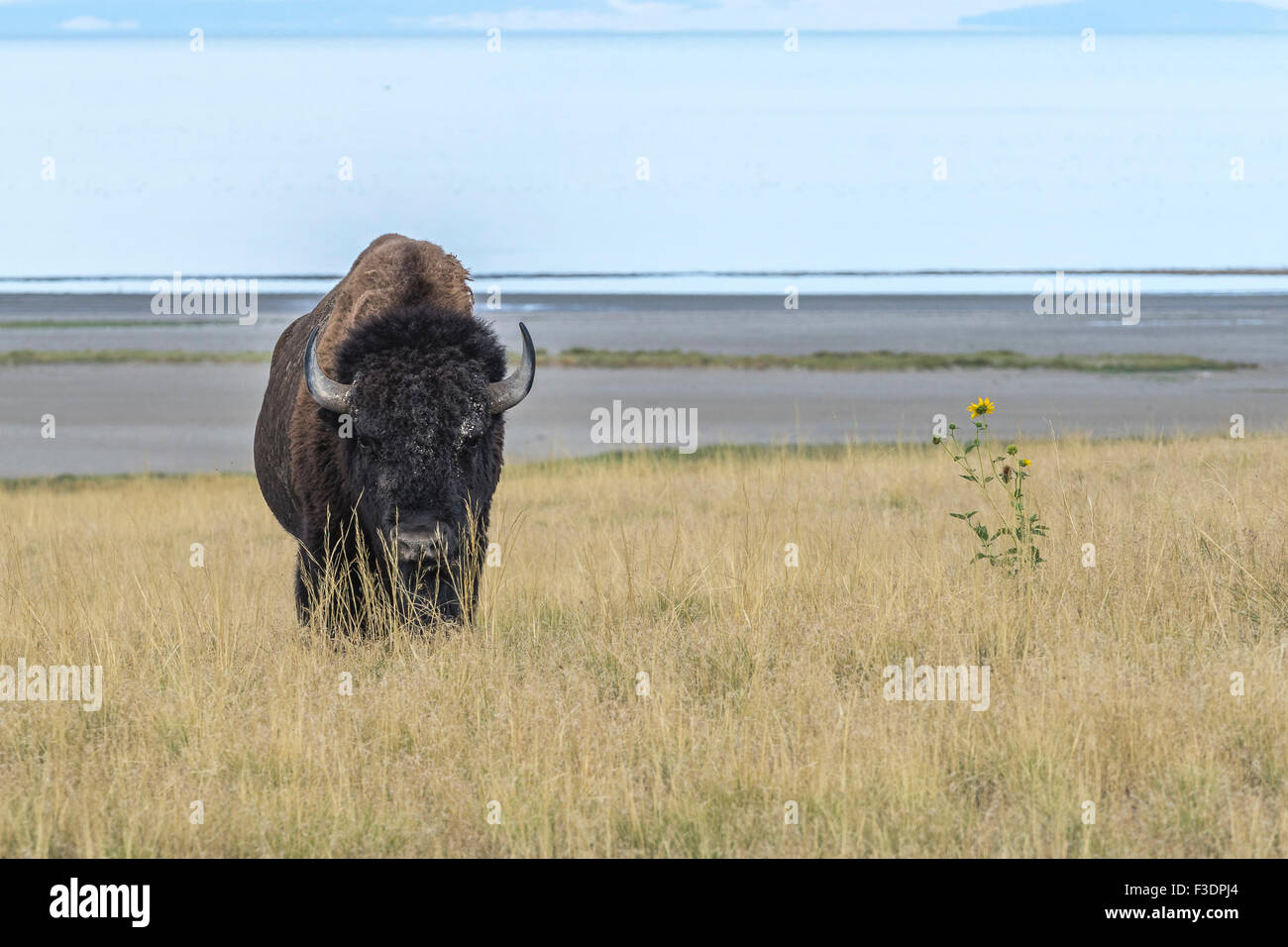 Bison (Bison bison) in the grass, Great Salt Lake behind, Antelope ...