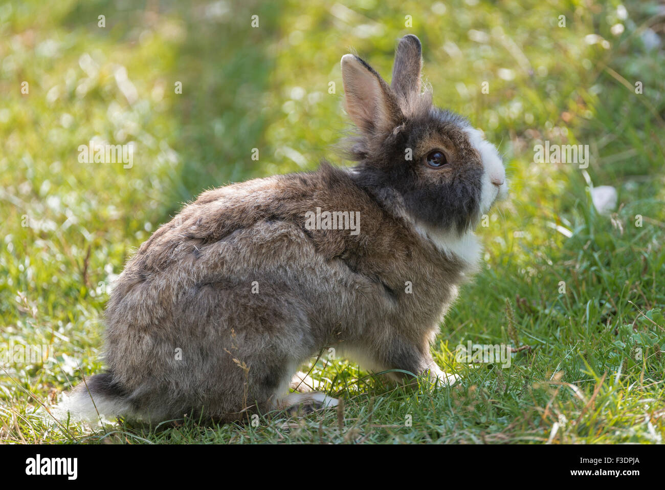 European or common rabbits (Oryctolagus cuniculus), Rautal, Fanes ...