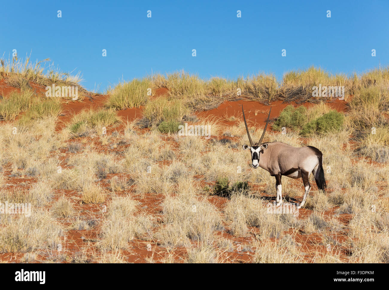 Adult male gemsbuck hi-res stock photography and images - Alamy
