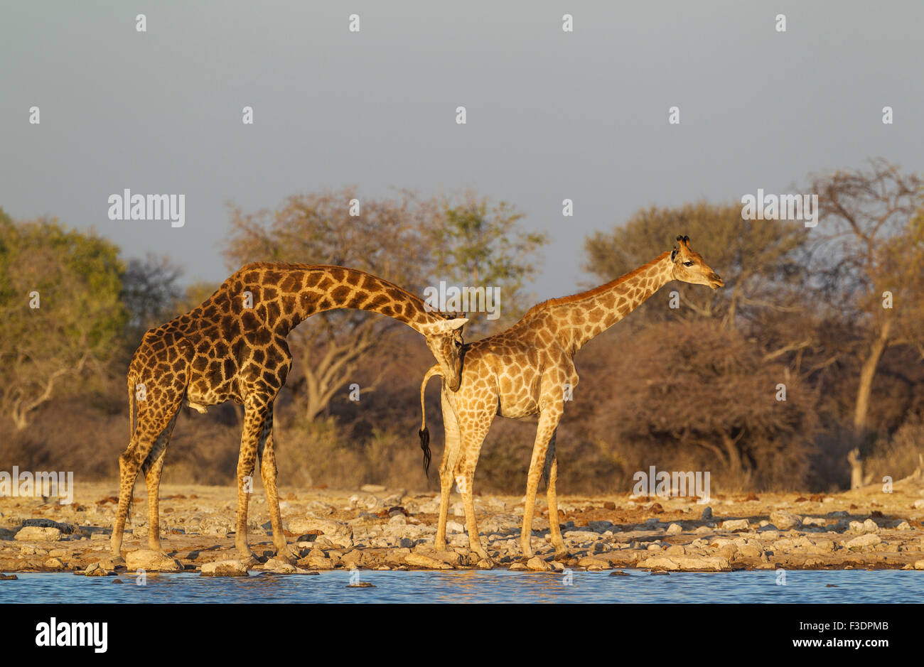 South African giraffes (Giraffa camelopardalis giraffa), male trying to ...