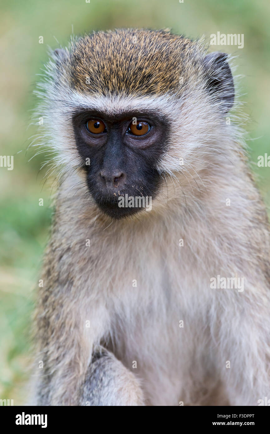 Monkey look hi-res stock photography and images - Alamy
