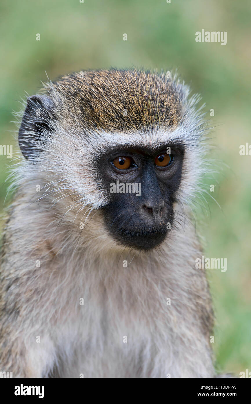 Chlorocebus monkey (Chlorocebus sp.), portrait, Samburu National ...