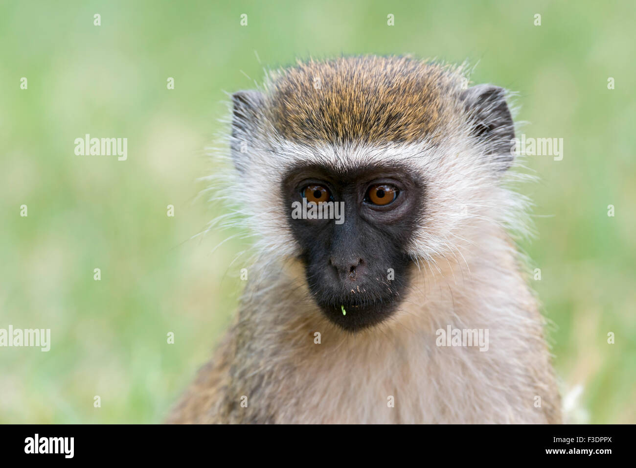 Chlorocebus monkey (Chlorocebus sp.), portrait, Samburu National ...