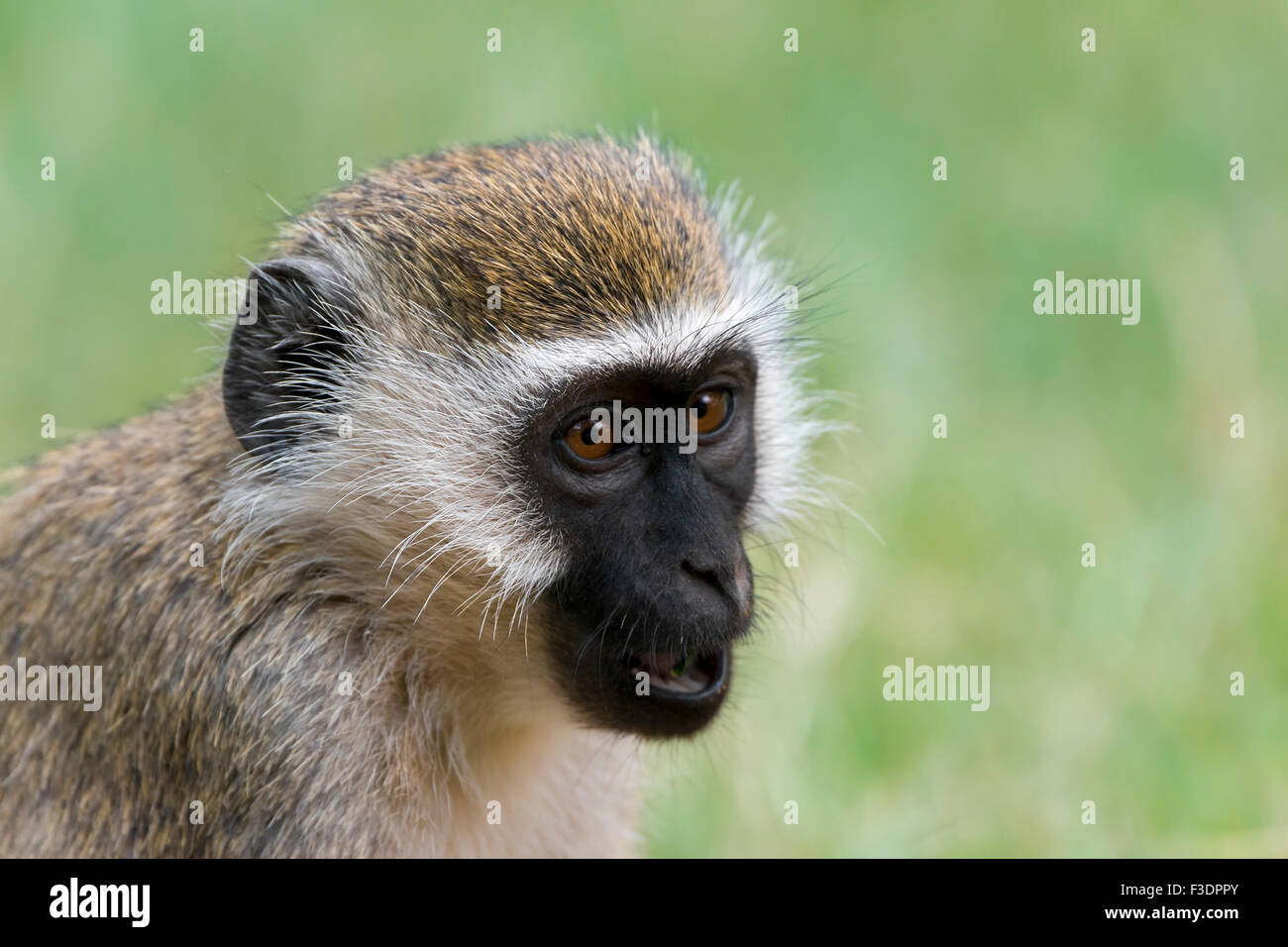 Mammal portrait monkey look hi-res stock photography and images - Alamy