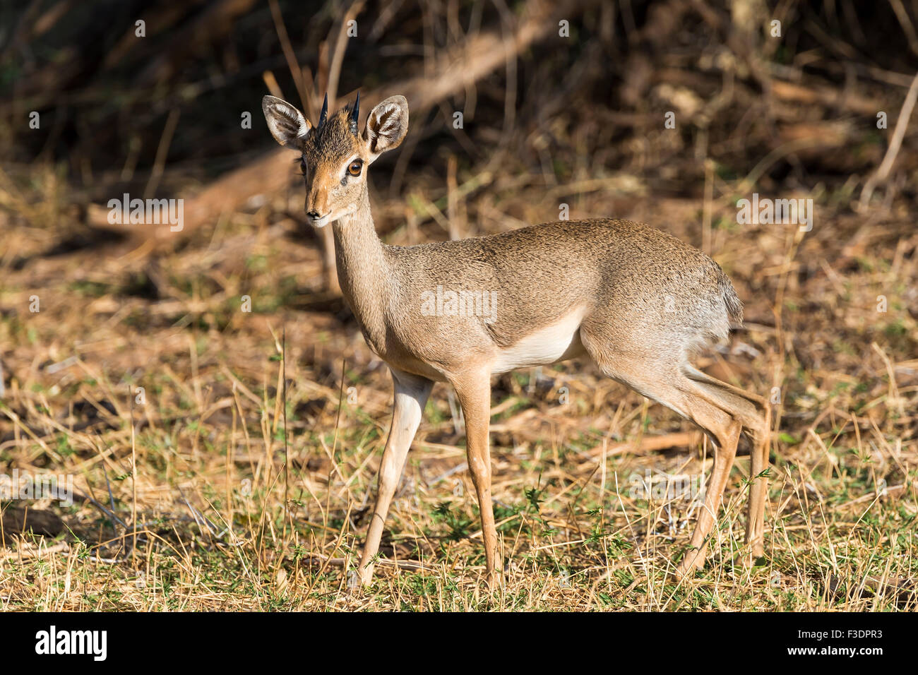 Madoqua sp hi-res stock photography and images - Alamy