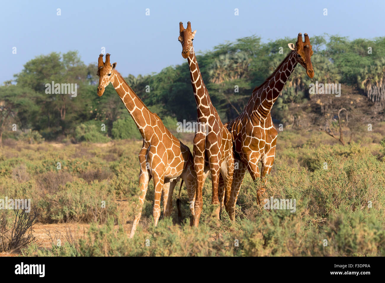 Three Somali giraffes or reticulated giraffes (Giraffa reticulata camelopardalis), Samburu ...