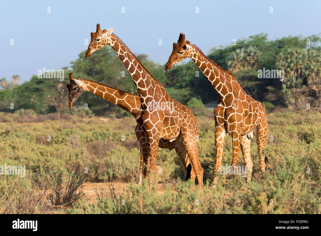 Three Somali giraffes or reticulated giraffes (Giraffa reticulata ...