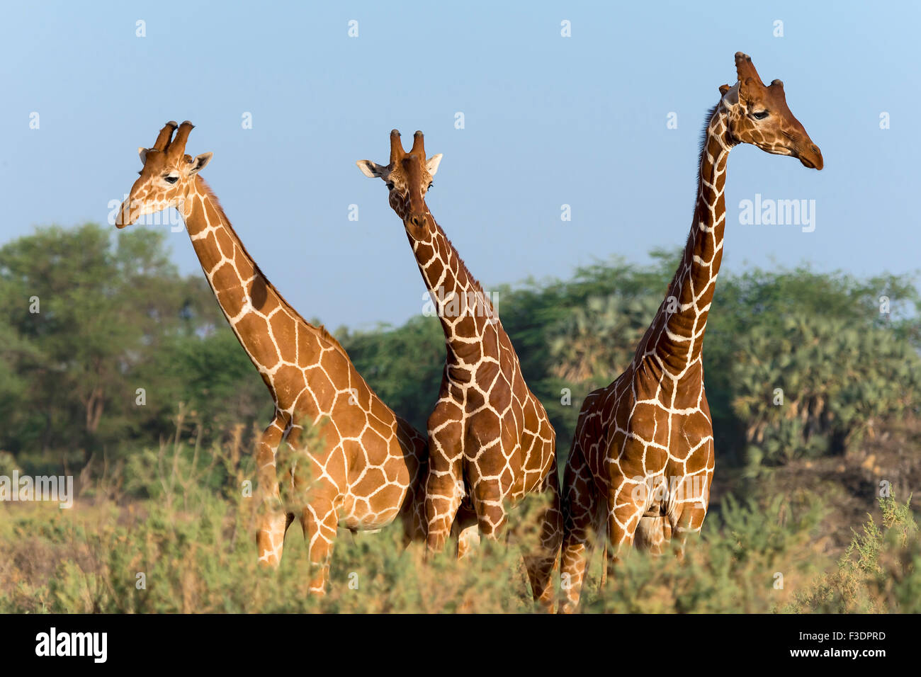 Three Somali giraffes or reticulated giraffes (Giraffa reticulata ...