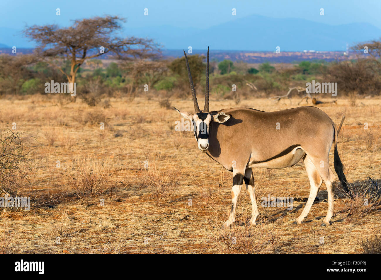 Beisa hi-res stock photography and images - Alamy