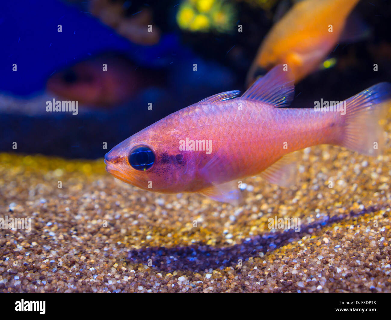Cardinalfish or king of the mullets (Apogon imberbis), captive Stock ...