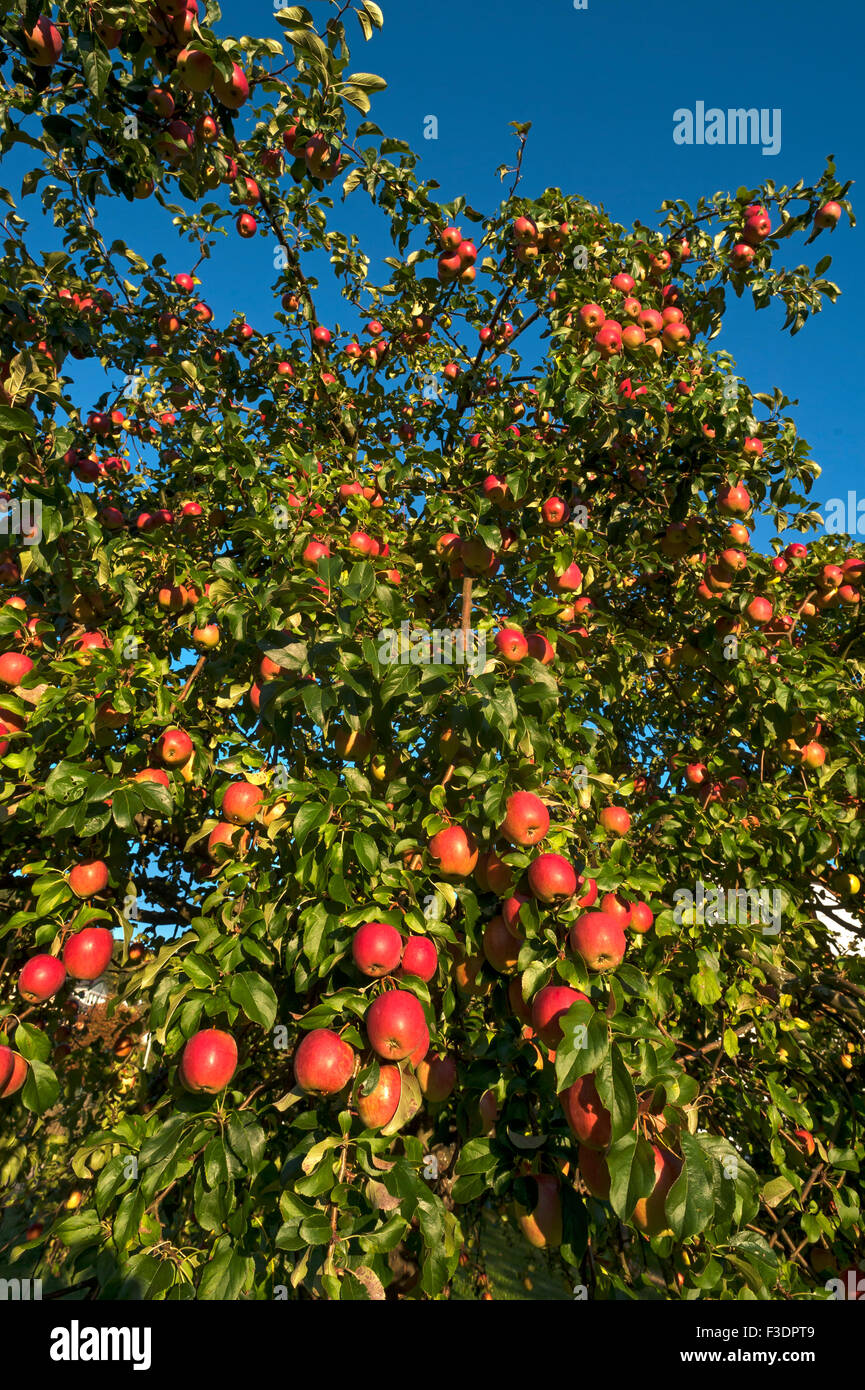 Blue Apples On Tree