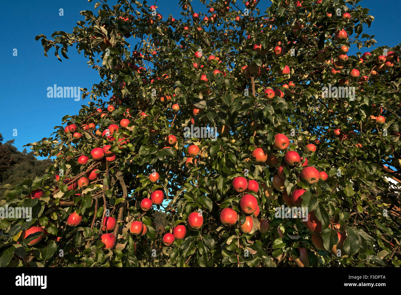 Apple tree (Malus domestica) with red apples, blue sky, Middle ...