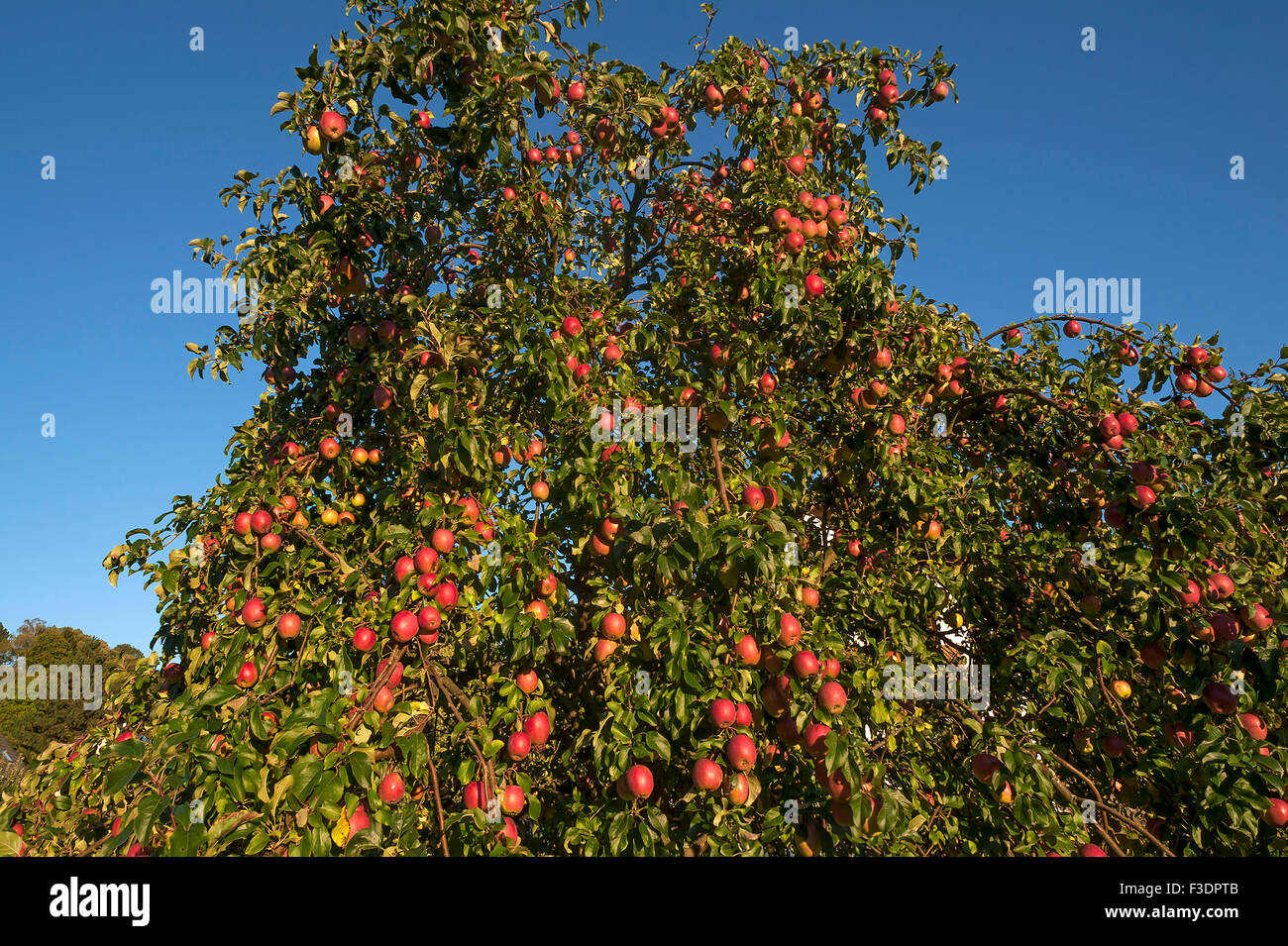 Apple tree (Malus domestica) with red apples, blue sky, Middle ...