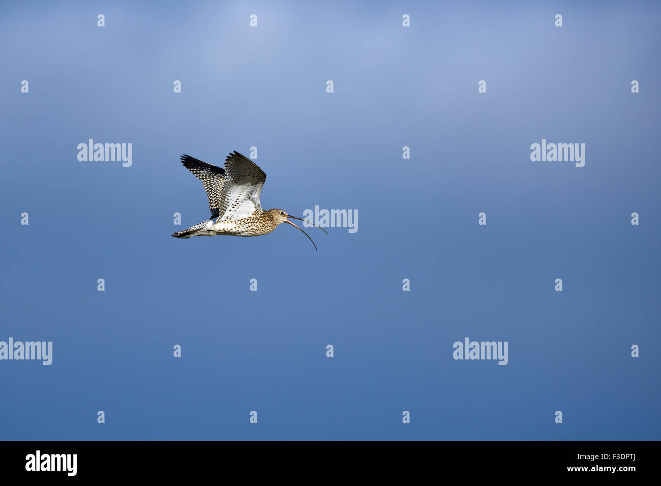 Flying Curlew High Resolution Stock Photography and Images - Alamy