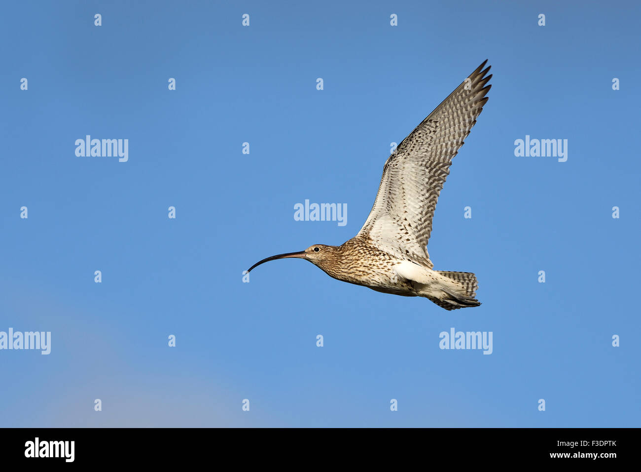 Curlew sandpiper flying hi-res stock photography and images - Alamy