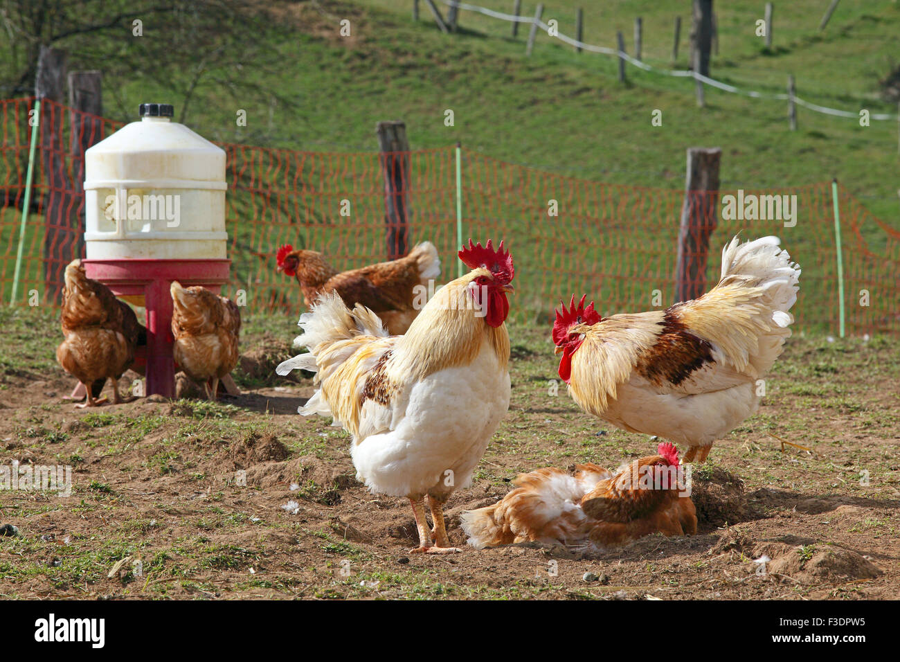 Free-range chickens with outlet in meadow, Hesse, Germany Stock Photo ...
