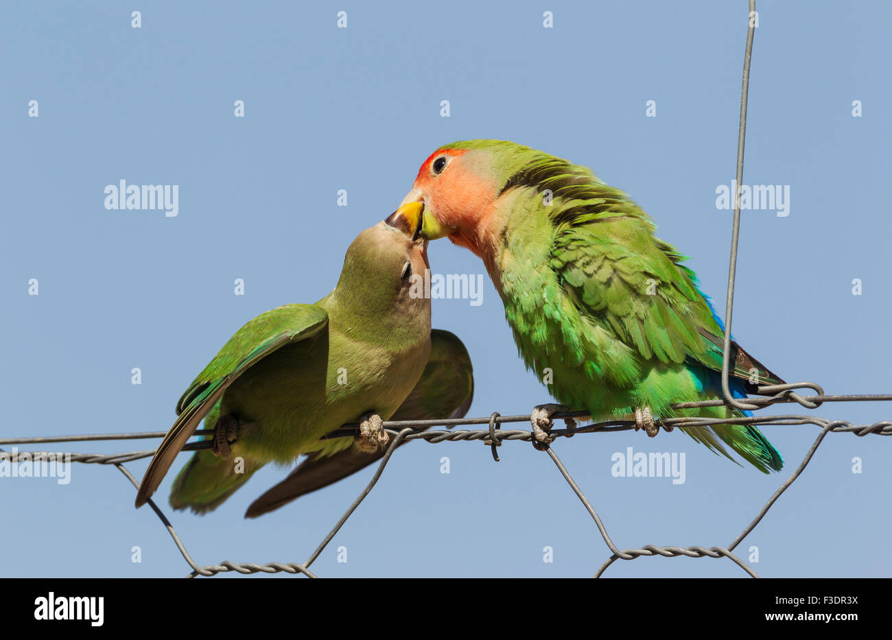 Two lovebirds hi-res stock photography and images - Alamy