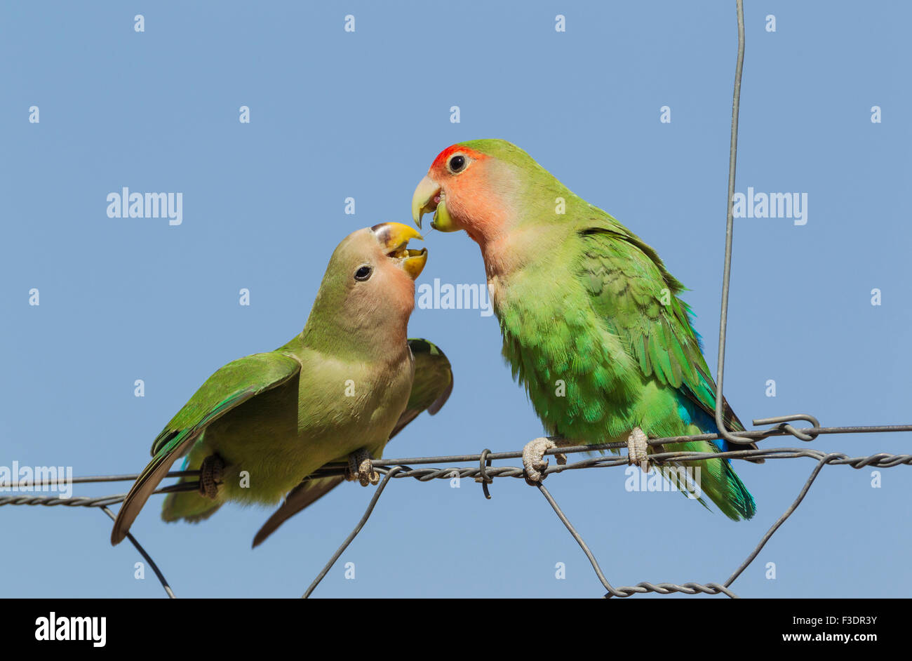 Rosy-faced lovebirds (Agapornis roseicollis), juvenile on left claiming ...