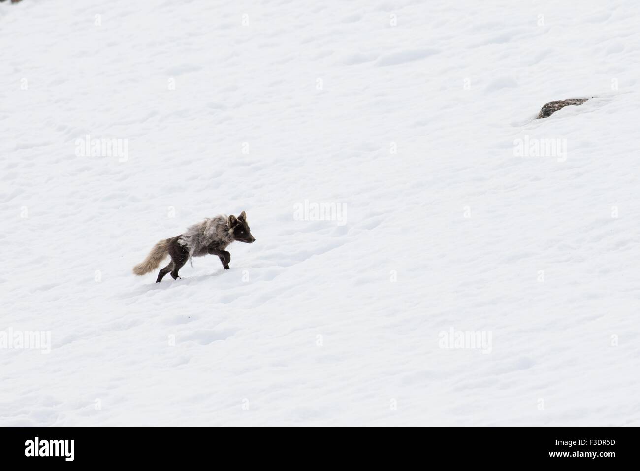 Arctic fox (Vulpes lagopus), running in the snow, Spitsbergen, Norway ...