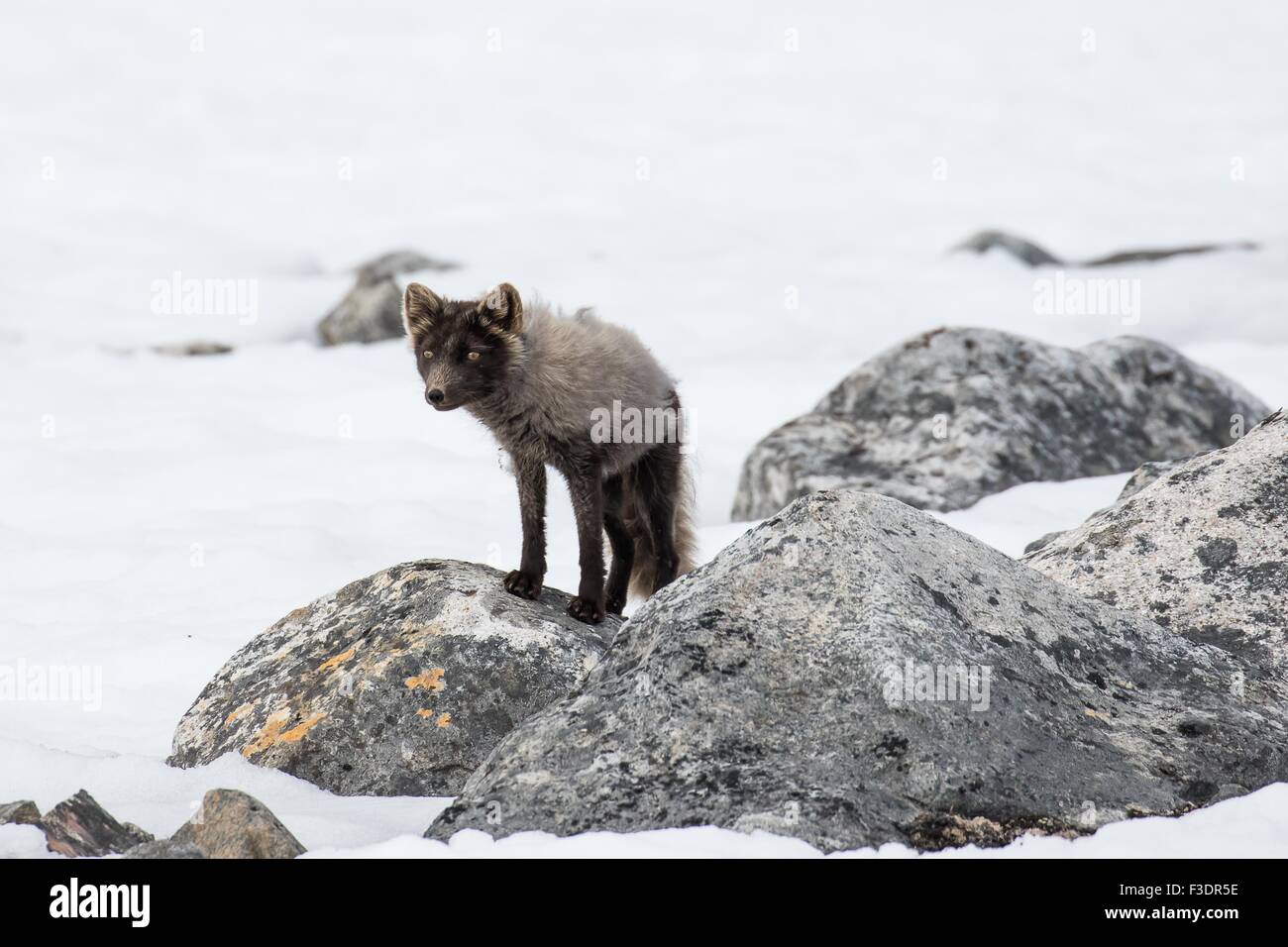Norway arctic fox hi-res stock photography and images - Alamy