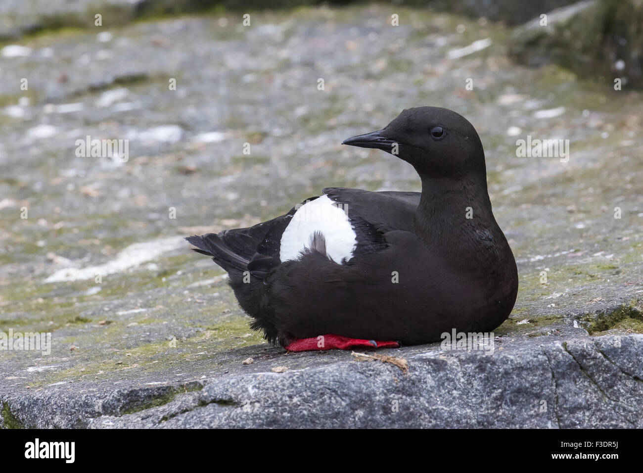 Black guillemot (Cepphus grylle), sitting on rock, Spitsbergen, Norway ...