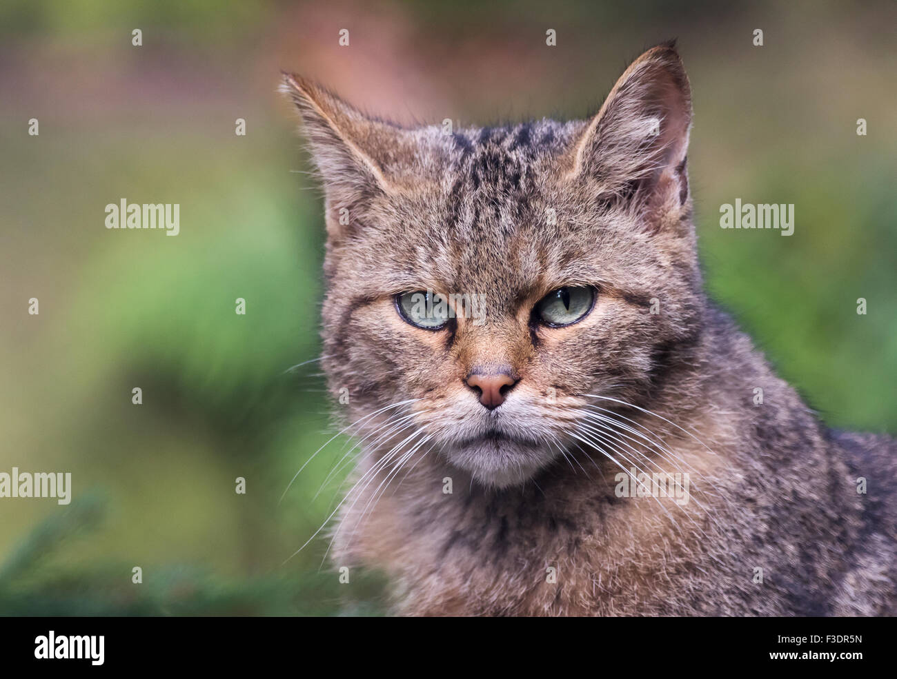 European wildcat (Felis silvestris silvestris), portrait, captive ...