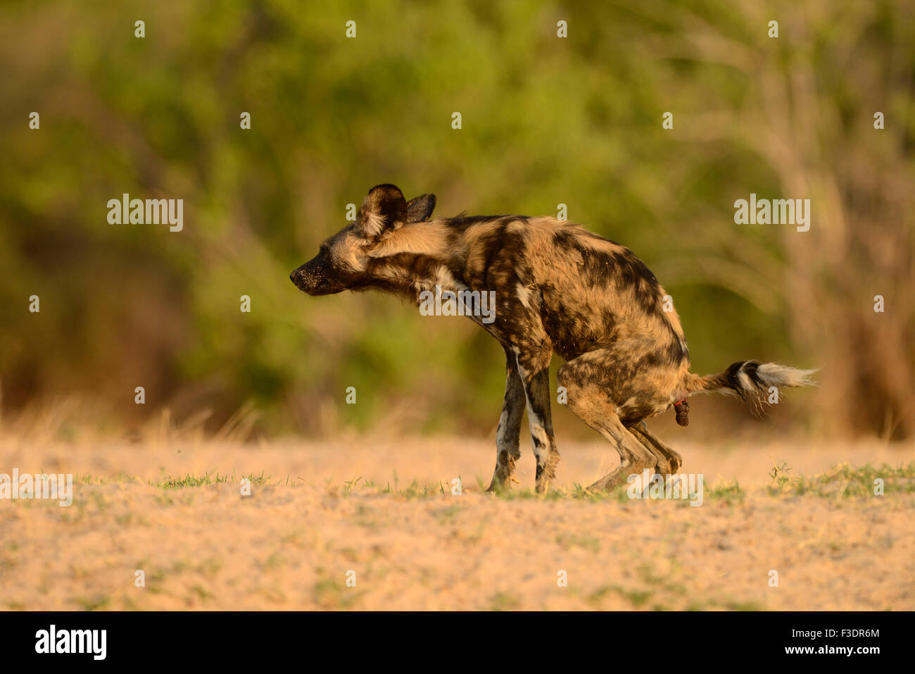 Wild Dog (Lycaon pictus) adult defaecating, Mana Pools National Park ...