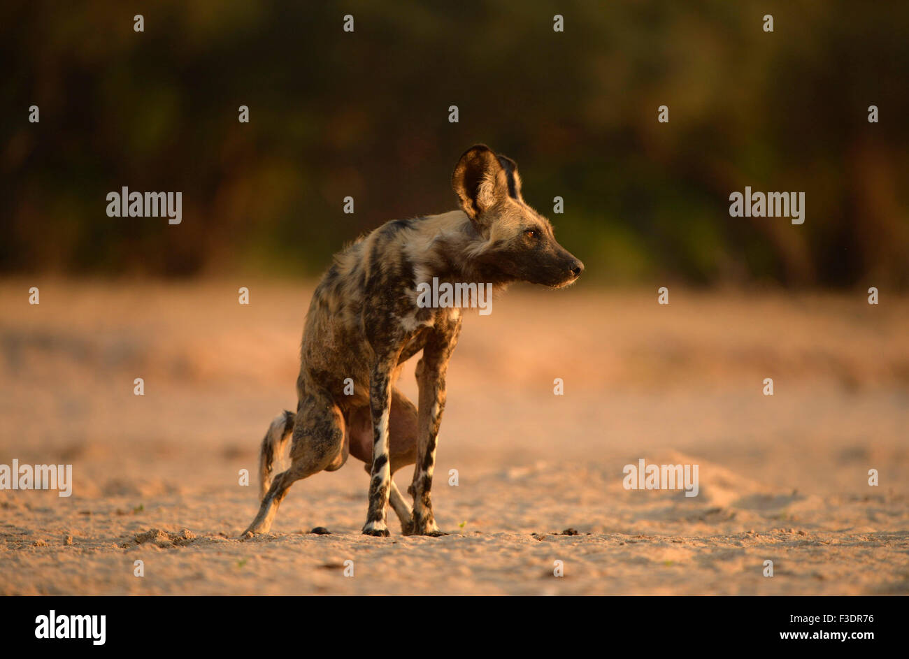 Wild Dog (Lycaon pictus) adult defaecating, Mana Pools National Park ...