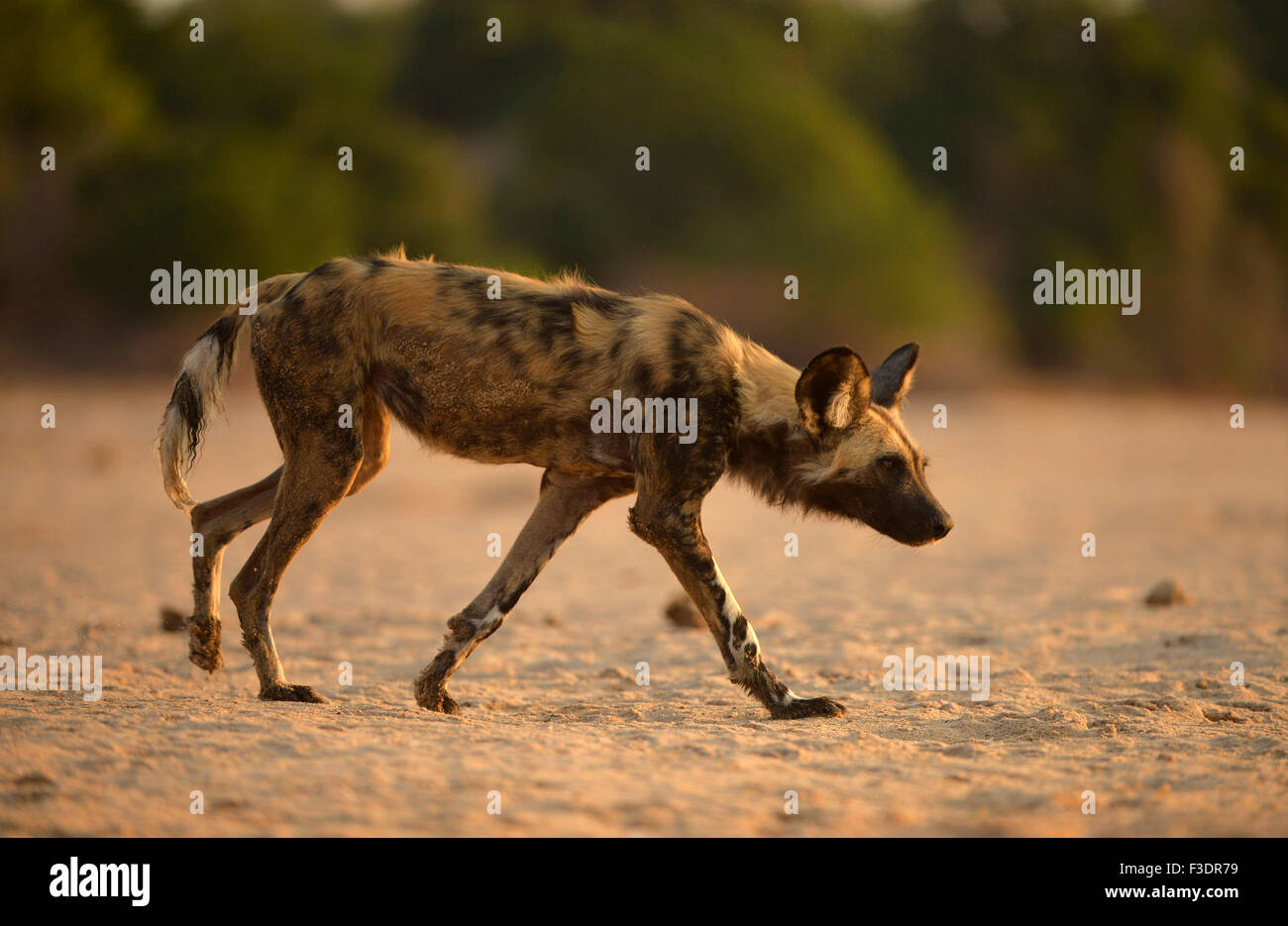 Wild Dog (Lycaon pictus) adult walking, head lowered, Mana Pools ...