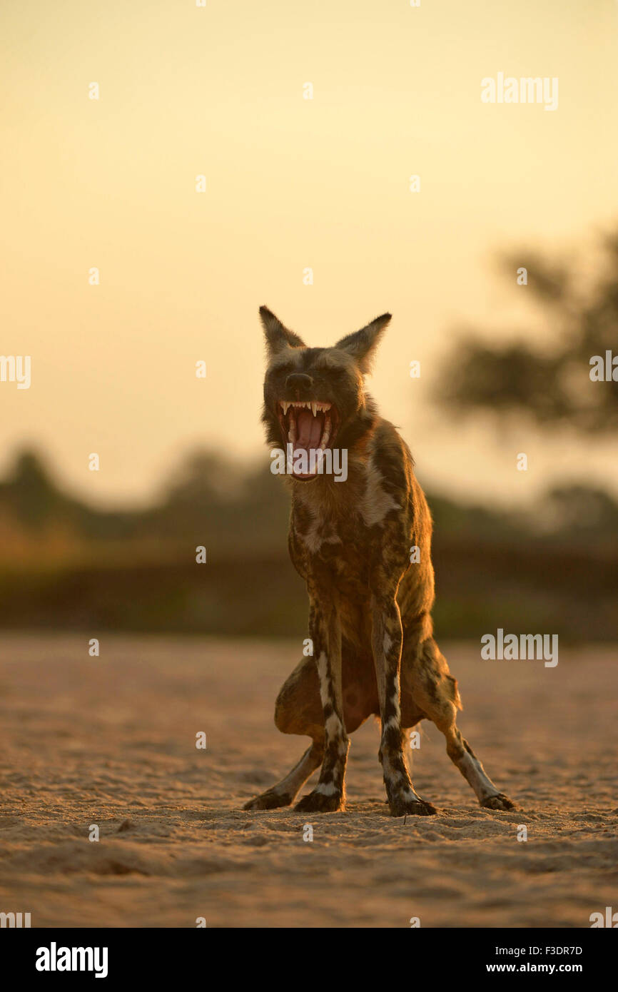 Wild Dog (Lycaon pictus) adult defaecating, Mana Pools National Park ...
