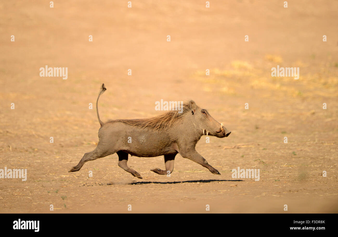 Warthogs Running