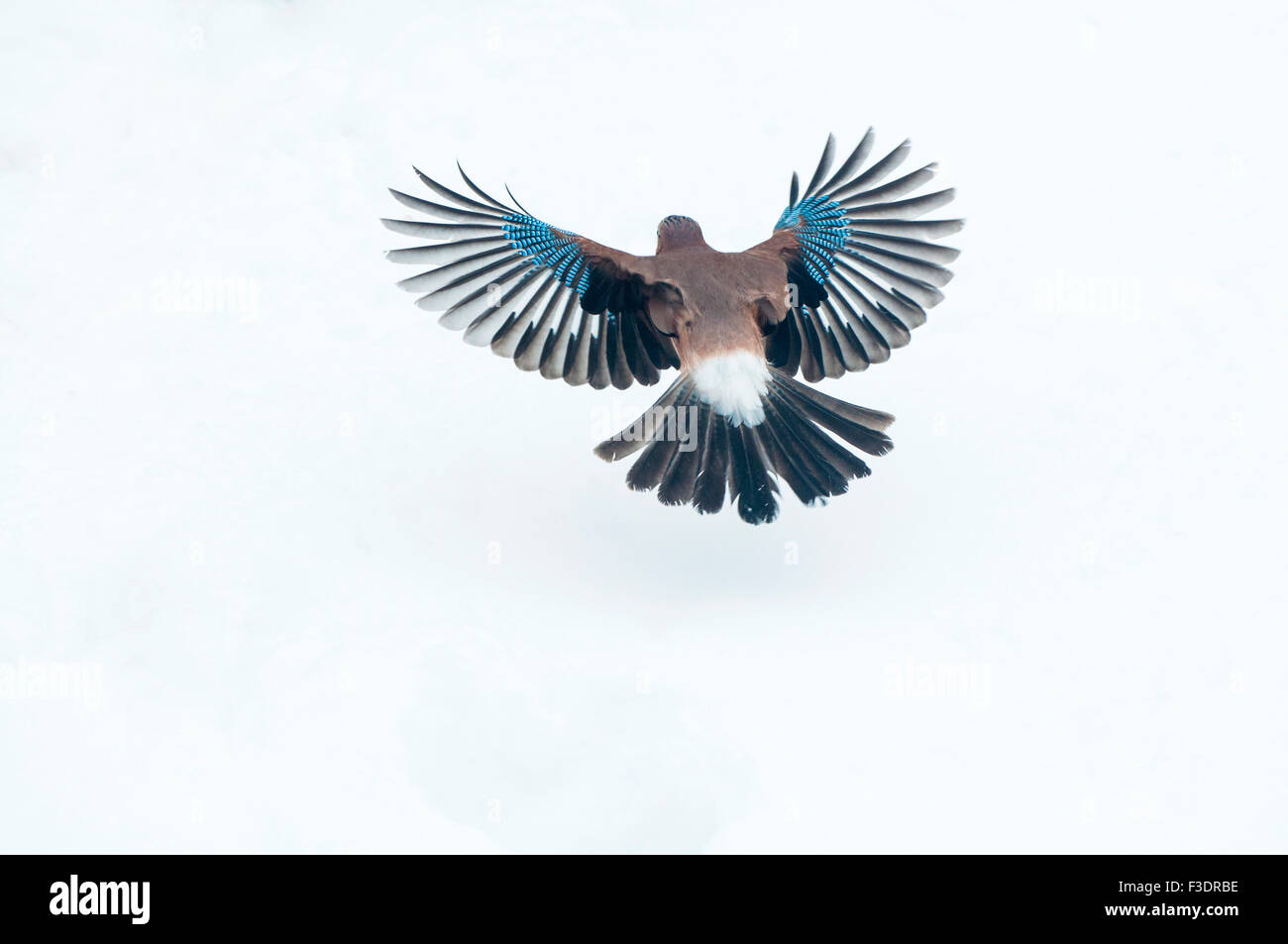 Eurasian jay flying hi-res stock photography and images - Alamy