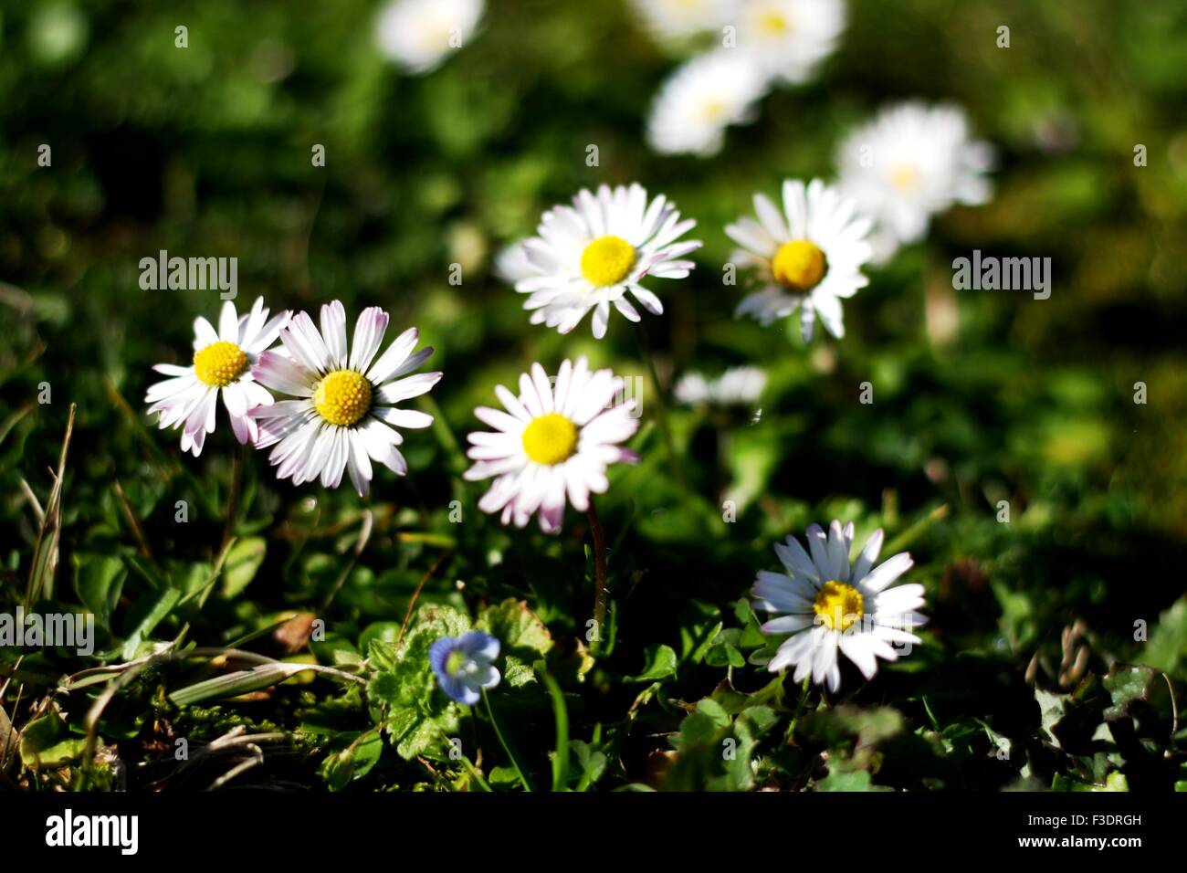Full bloom daisy hi-res stock photography and images - Alamy