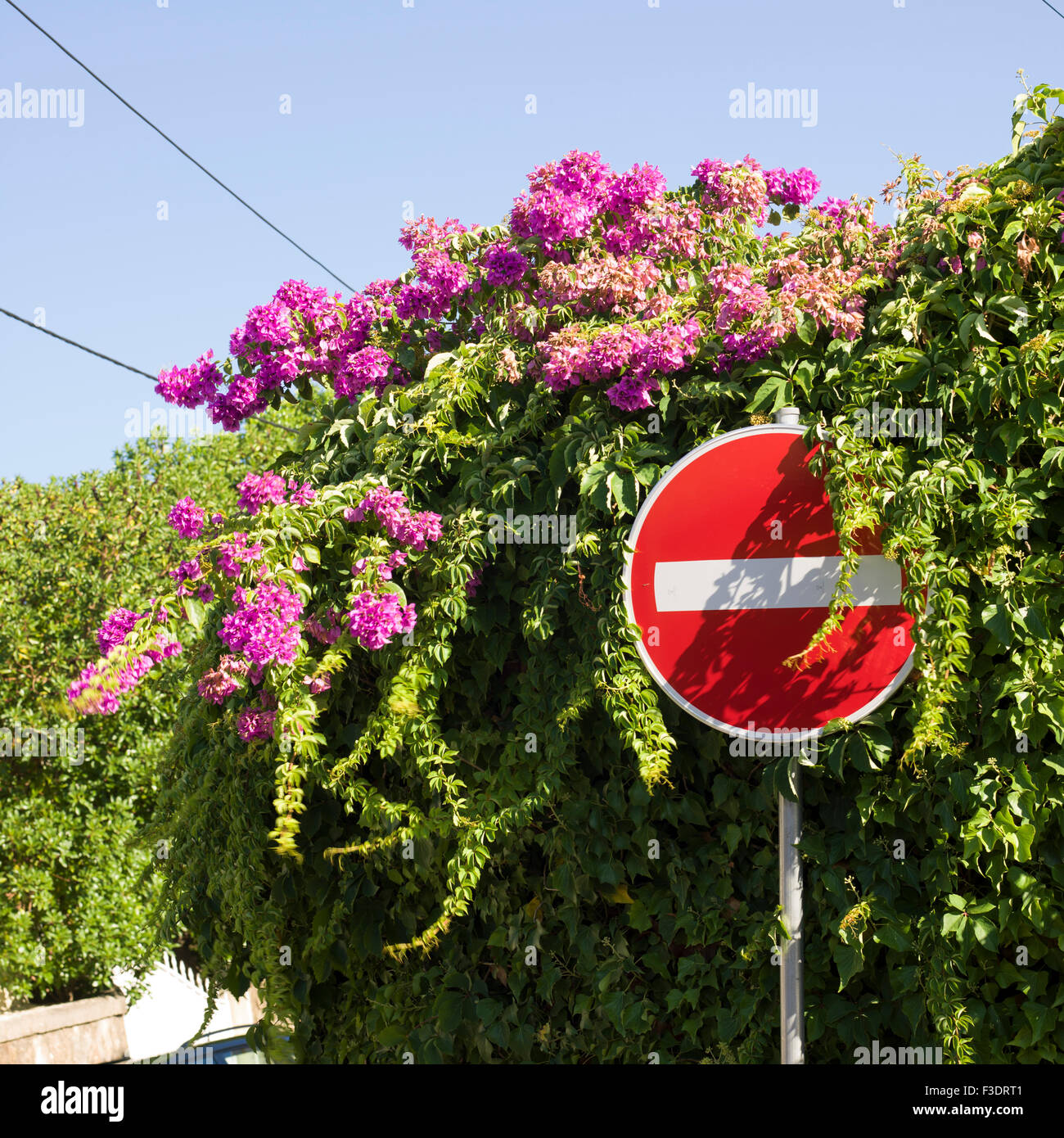 no entry sign overgrown with bougainvillaea plant Stock Photo - Alamy