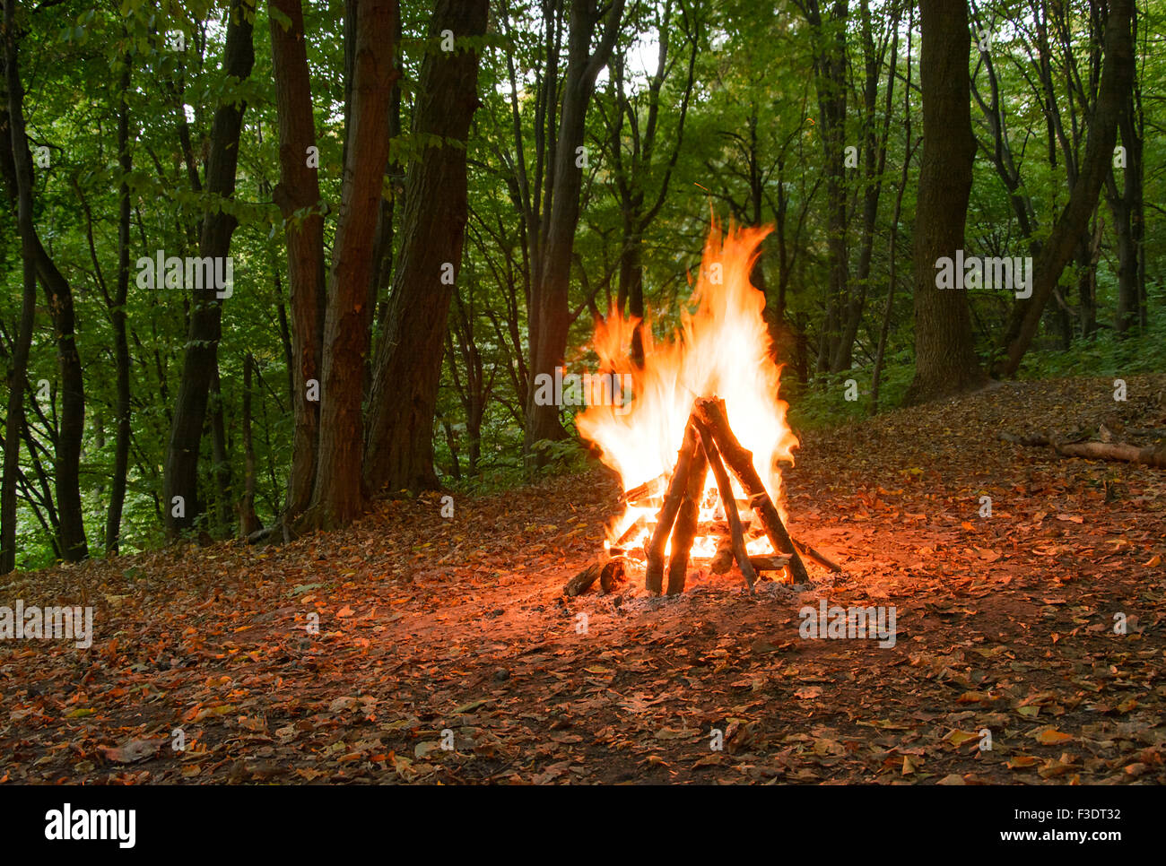 fire in the autumn forest in the evening Stock Photo - Alamy