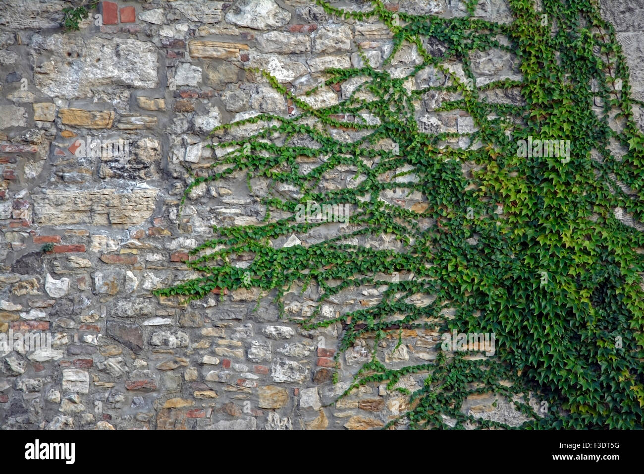wall of an old masonry overgrown with green ivy Stock Photo - Alamy