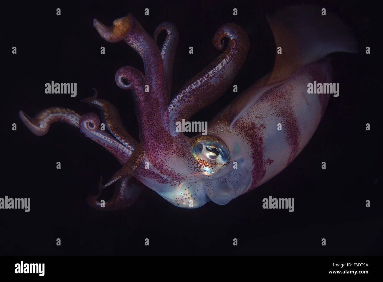 Close up of a Bigfin Reef Squid (Sepioteuthis lessoniana) at night ...