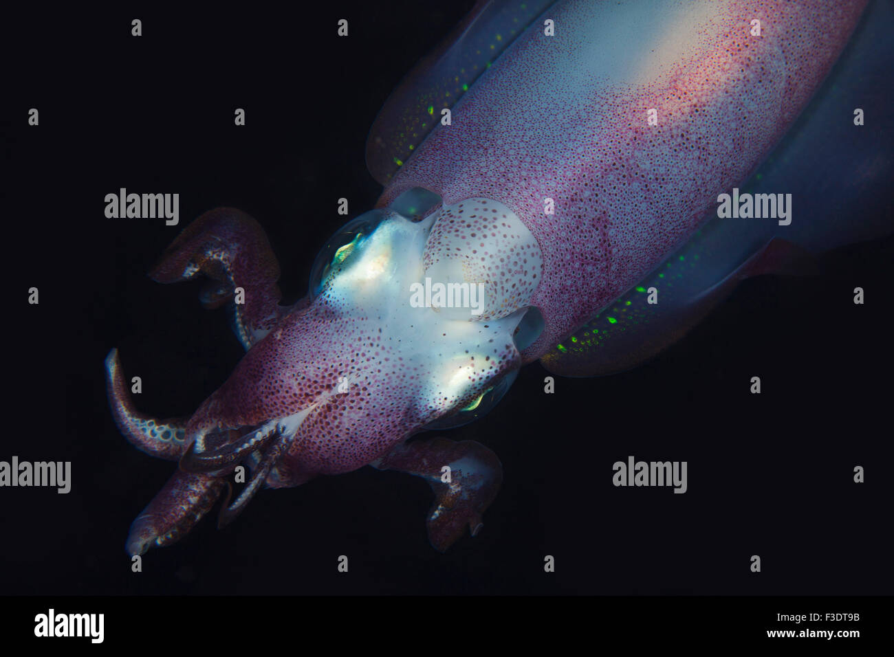 Close up bigfin reef squid hi-res stock photography and images - Alamy
