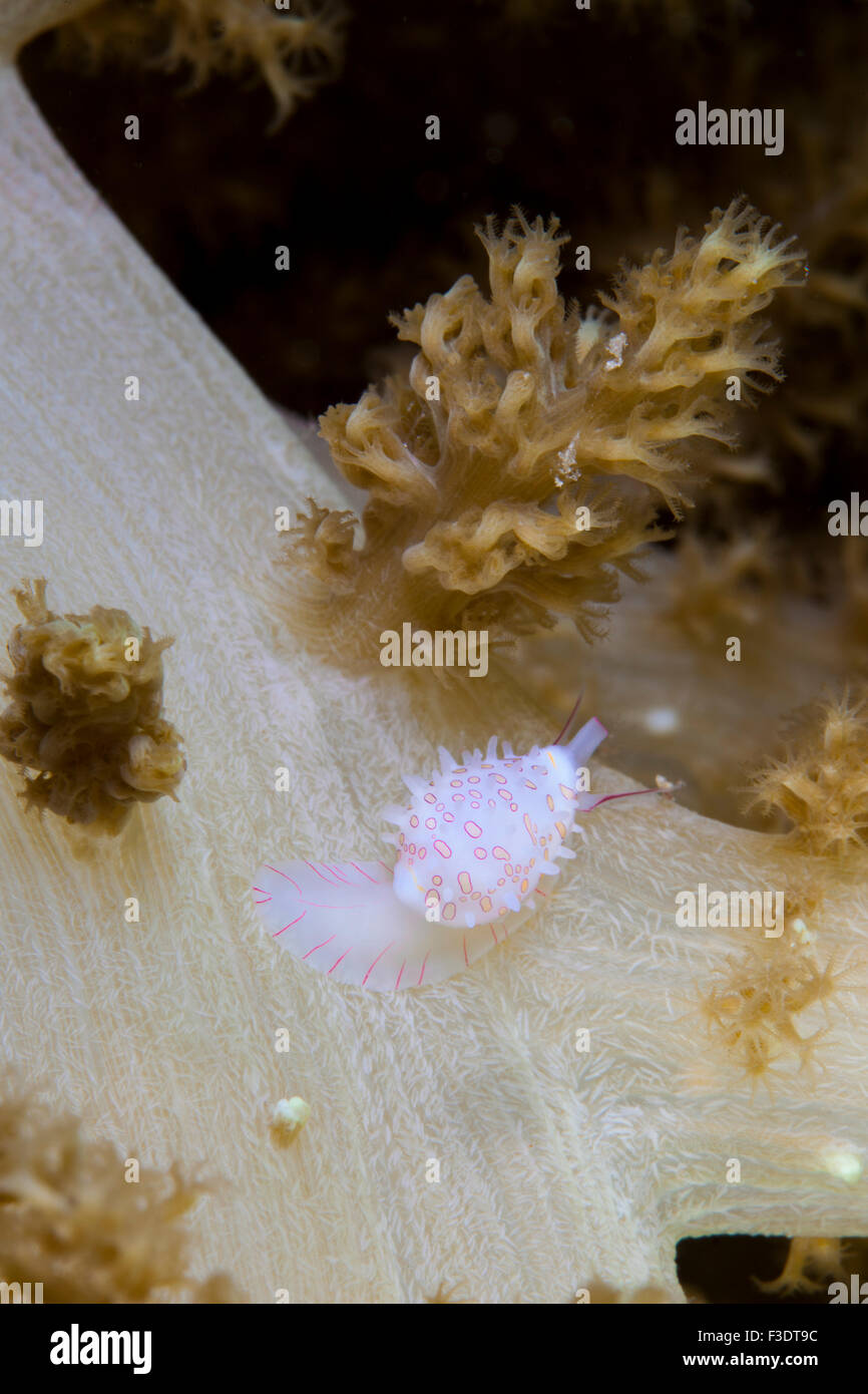 Edged Cowrie (Pseudosimnia Marginata) on a yellow soft coral (Nephtheidae sp Stock Photo - Alamy
