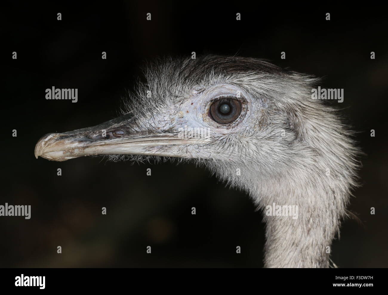 Closeup of the head of a female South American Greater Rhea or Ñandú ...