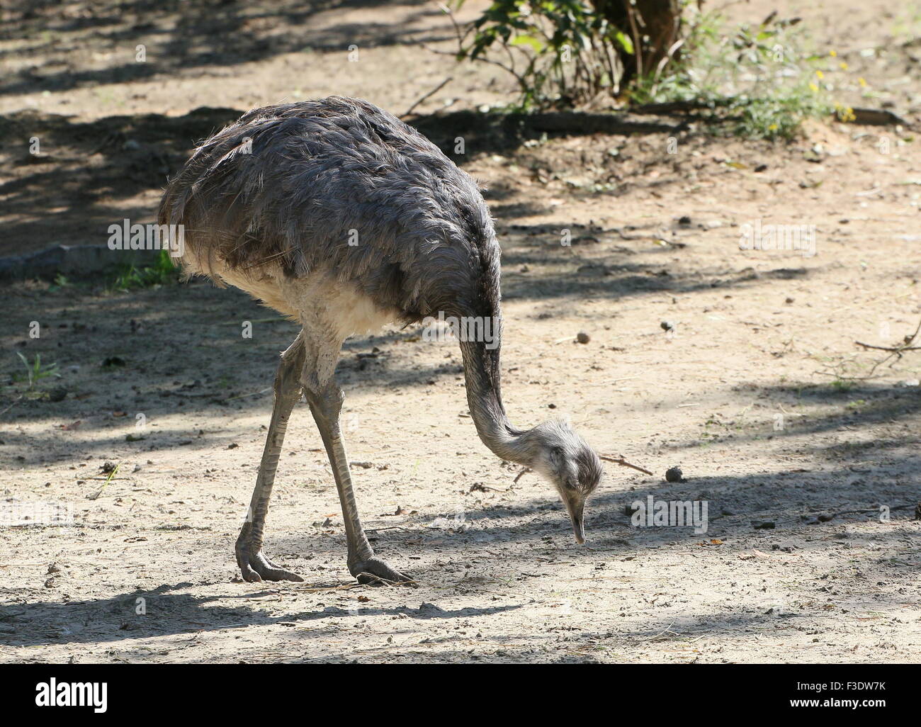 South American Greater Rhea or Ñandú (Rhea americana), a large ...