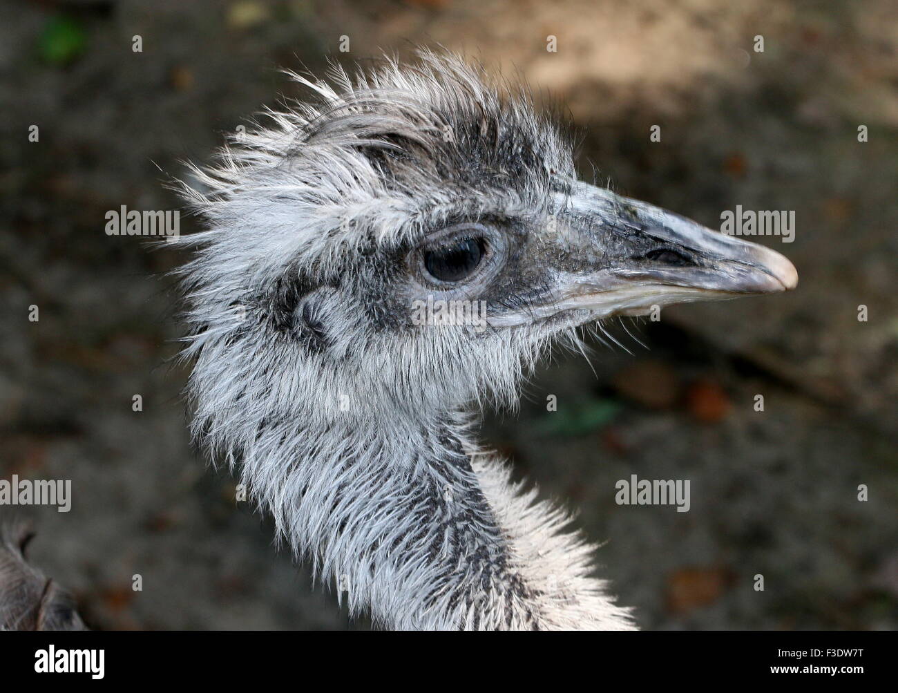 Male rhea hi-res stock photography and images - Alamy